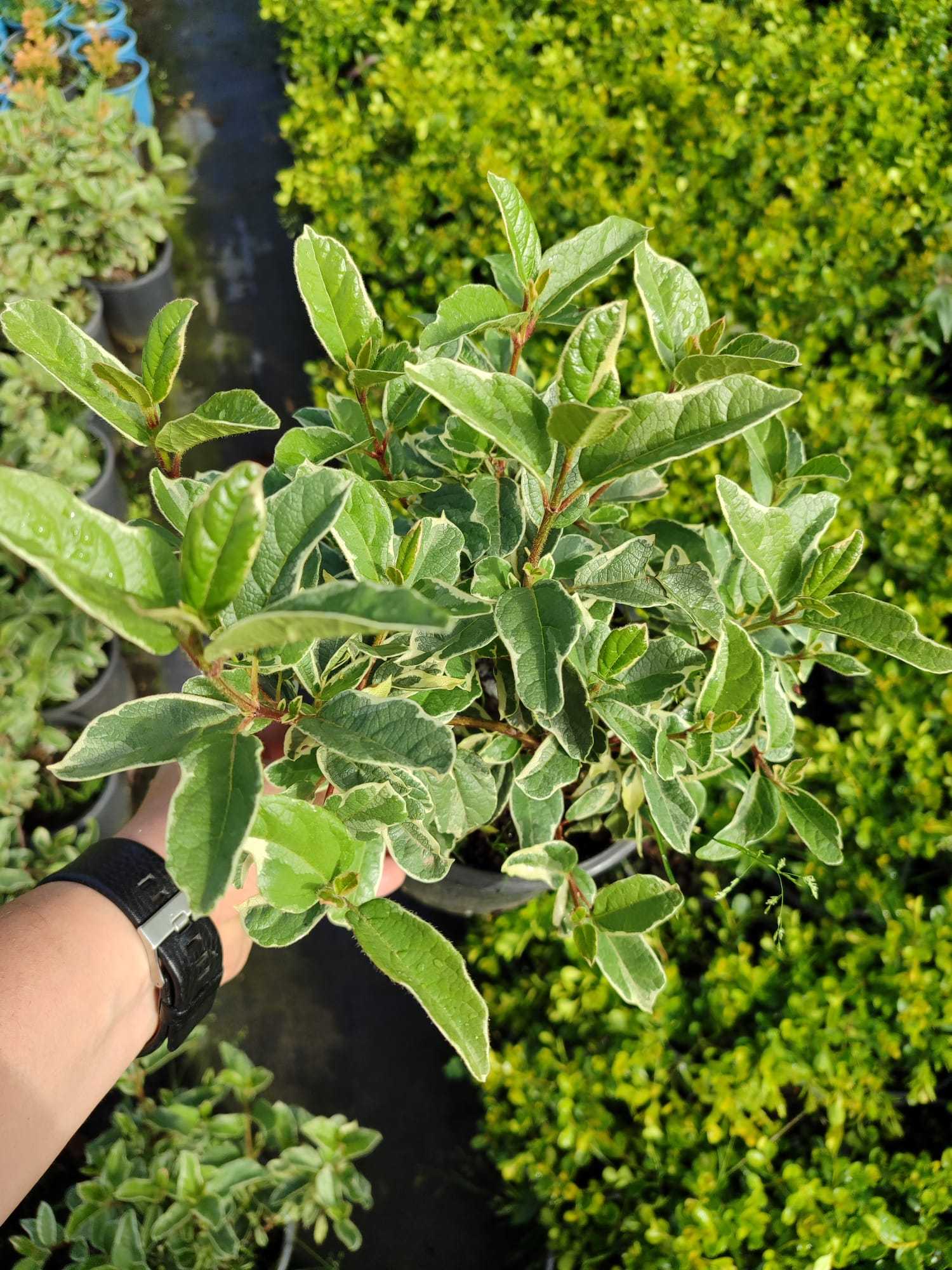 Alacalı Gelin Tacı, Weigela florida 'Rainbow' - Çit Bitkileri