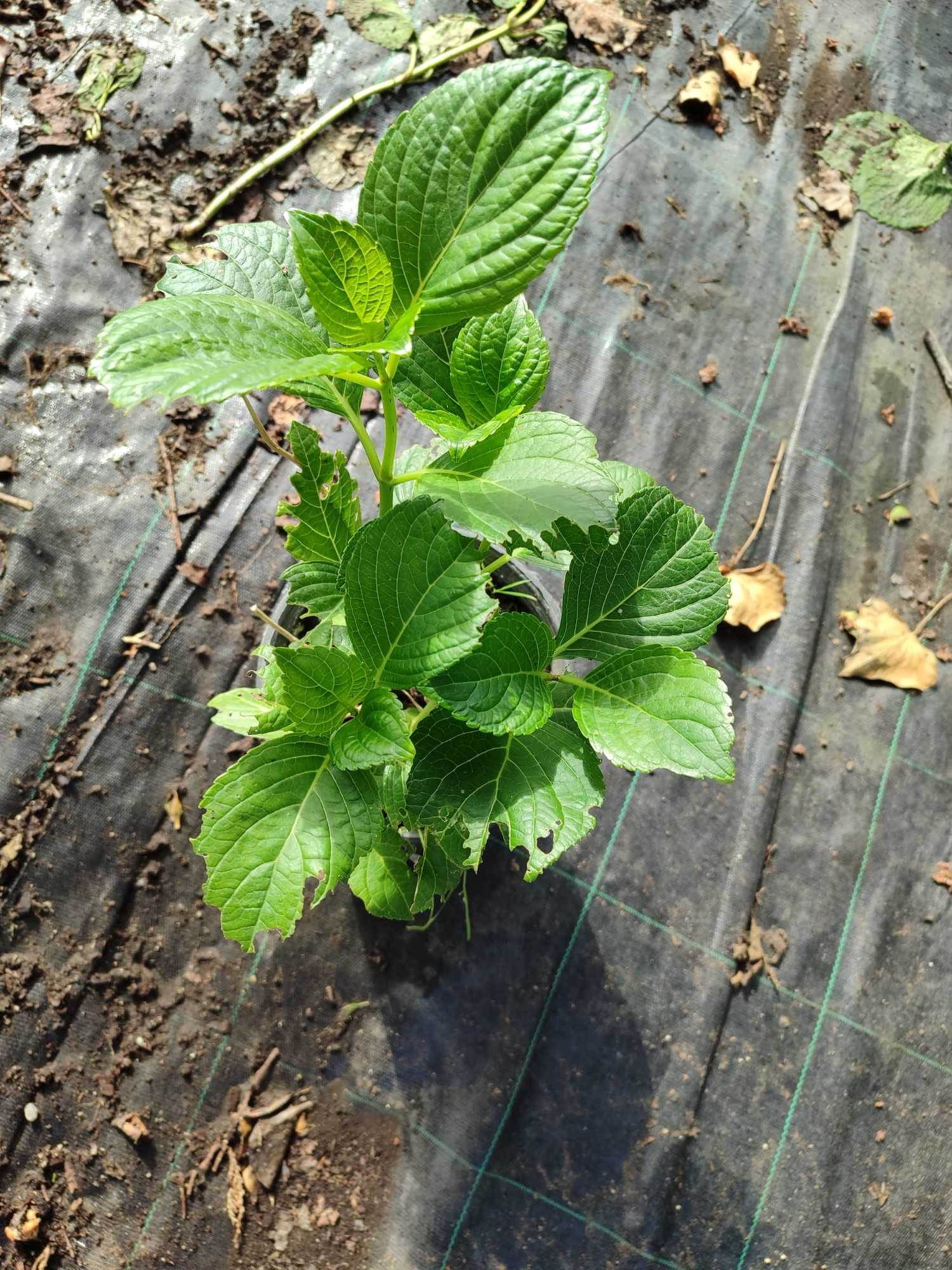 Ortanca 3 Litre 30-40cm - Çit Bitkileri