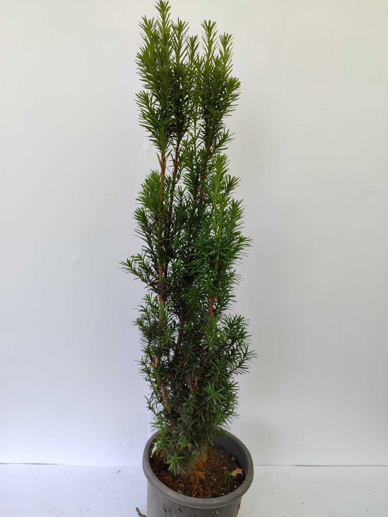 Porsuk 60-70cm 5 litre - Çit Bitkileri