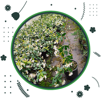 Çit bitkileri, Duvar Bitkisi, Peyzaj Bitkileri - Çit Bitkileri