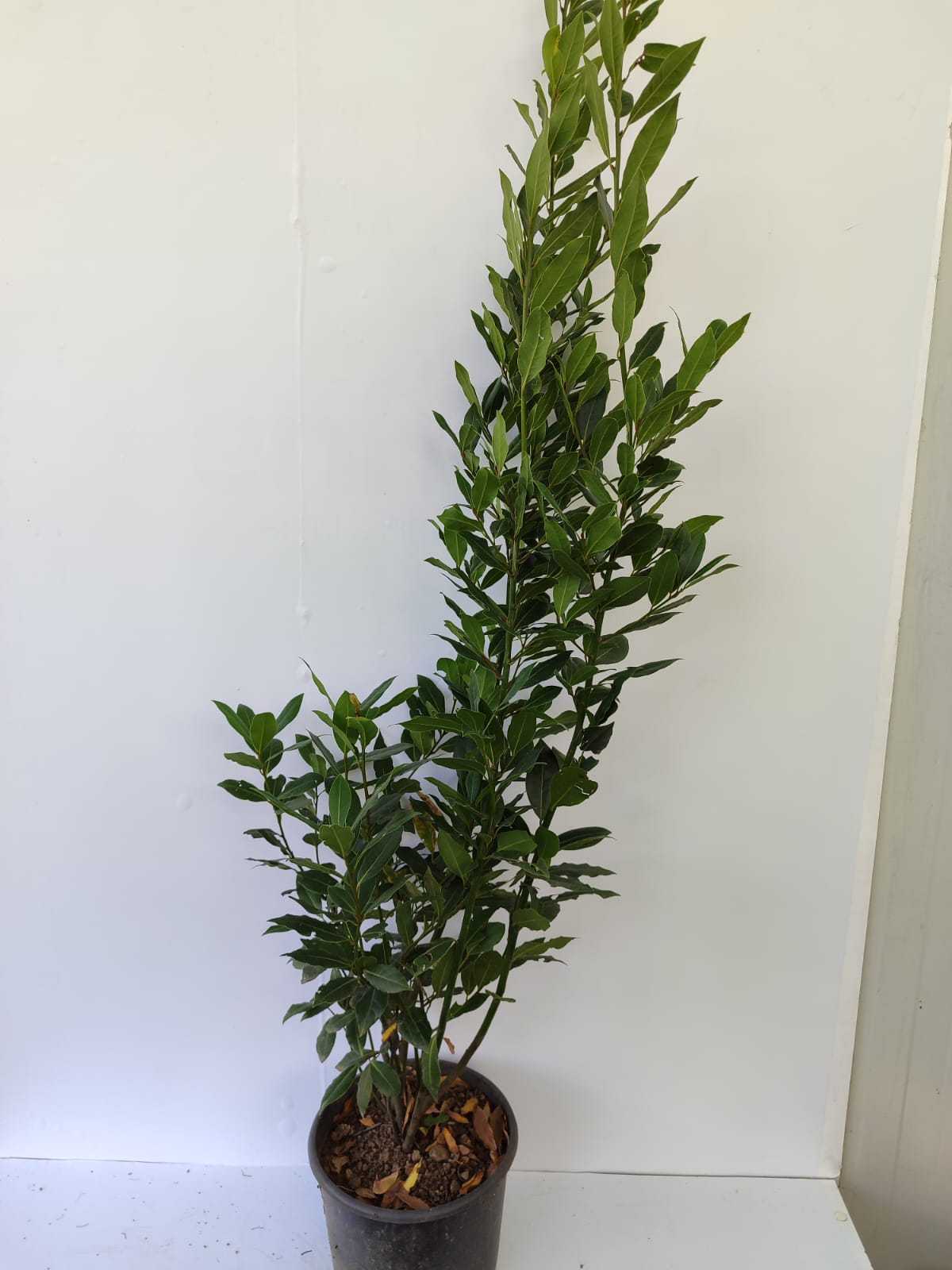 Defne 100-125 cm 3 Litre - Çit Bitkileri