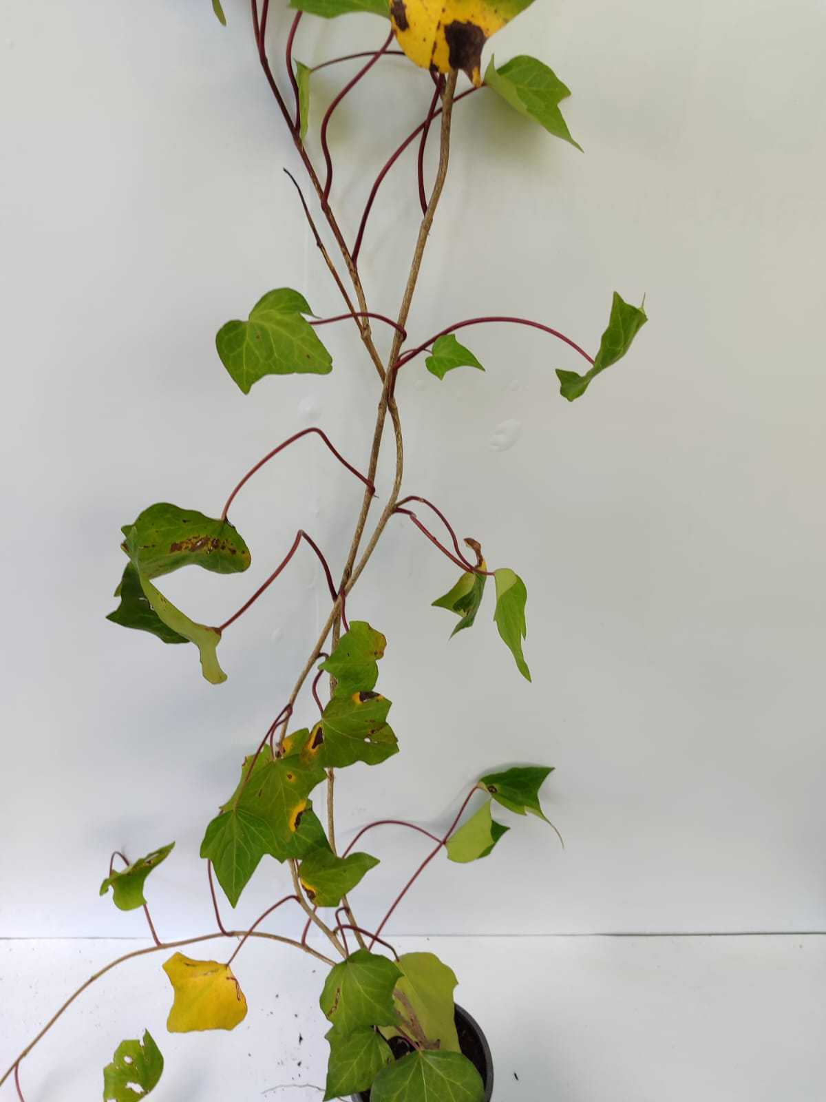 Orman Sarmaşığı 100-150cm 3 litre - Çit Bitkileri